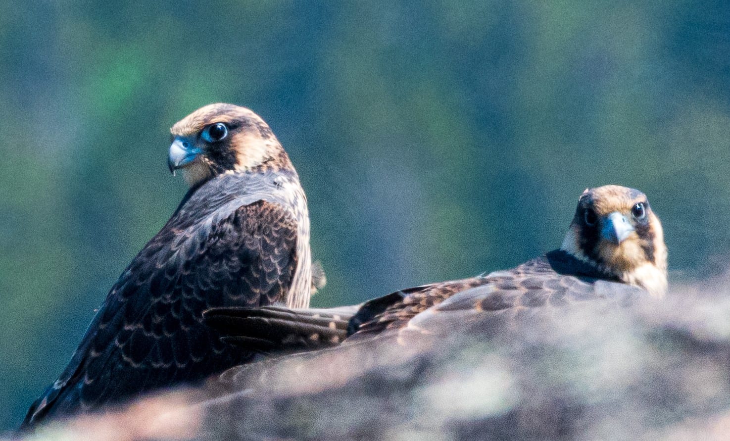 Peregrine Falcon restoration in Acadia National Park and Highlights of ...