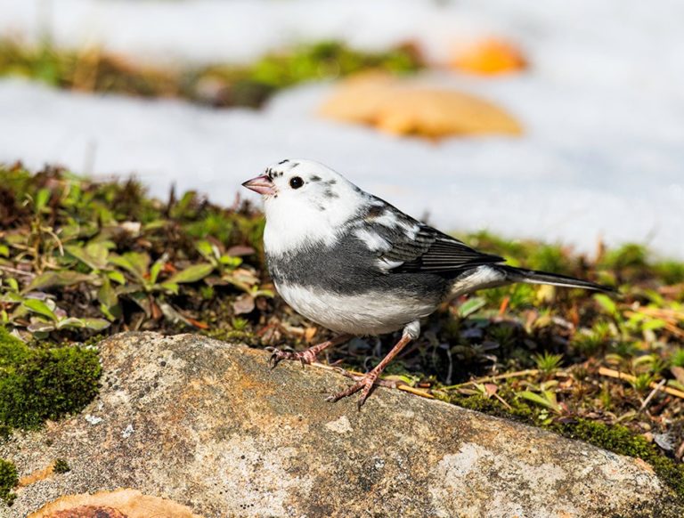 Snow Birds: Following our Winged Friends in Winter - Dr. Sally ...