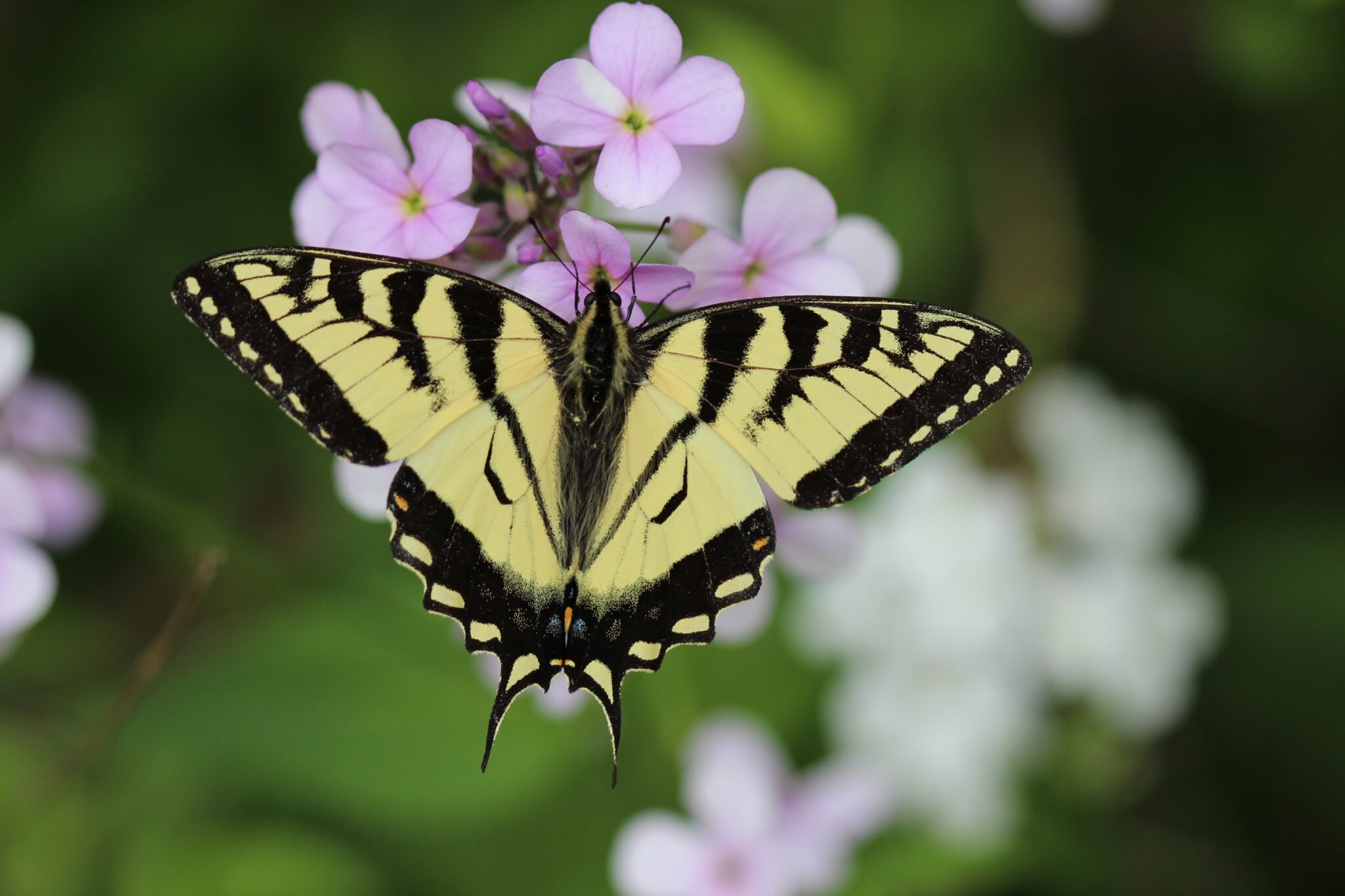 Butterflies of Maine - Western Maine Audubon